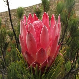 Protea Aristata - Protea Patch
