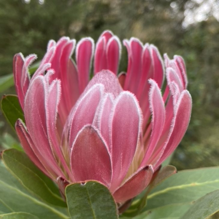 Protea and Telopea (Waratah) - Protea Patch
