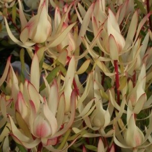 Leucadendron - Protea Patch