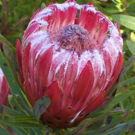 Protea and Telopea (Waratah) 2 - Protea Patch