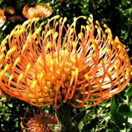 Leucospermum - Protea Patch