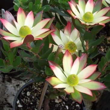 Leucadendron - Protea Patch