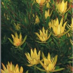 Leucadendron Archives - Protea Patch