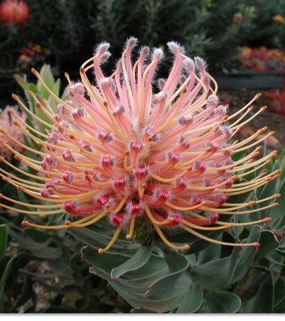 Leucospermum Maui Magic - very popular! - Protea Patch