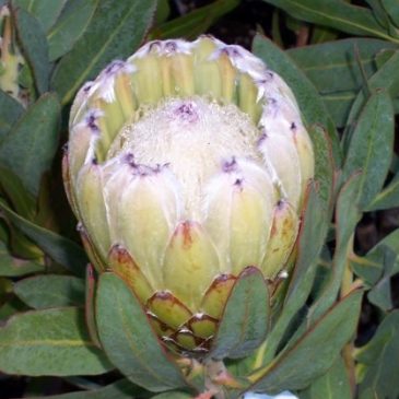 Protea and Telopea (Waratah) - Protea Patch