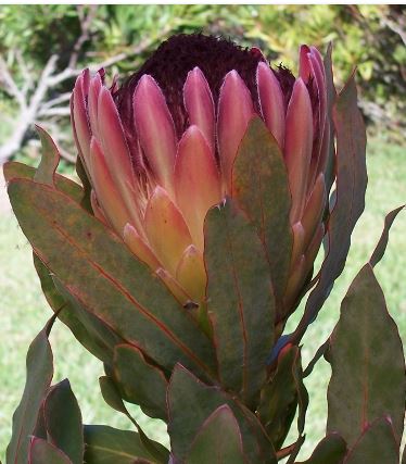 Protea Passion - Protea Patch