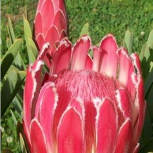 Protea and Telopea (Waratah) - Protea Patch