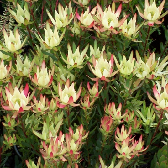 Leucadendron Archives - Protea Patch