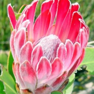 Protea and Telopea (Waratah) Archives - Protea Patch
