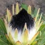 Protea Longifolia - Protea Patch