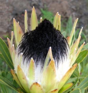Protea Longifolia - Protea Patch