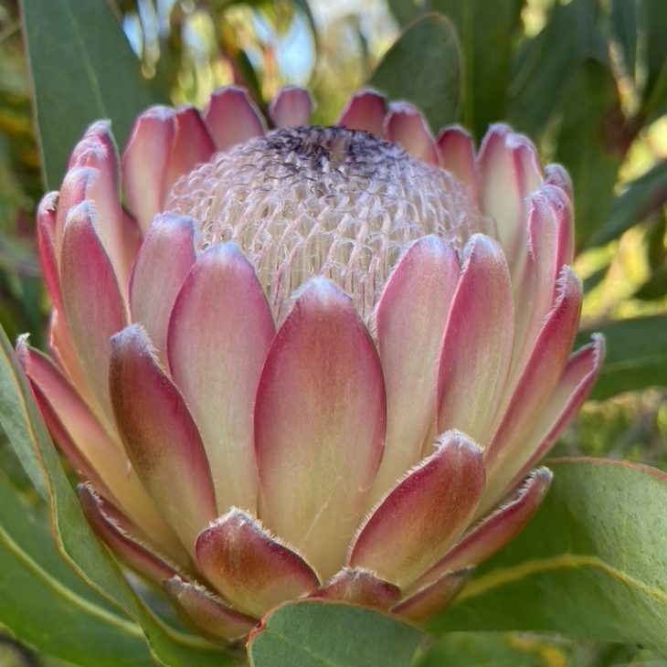 Protea Susara – Protea Patch