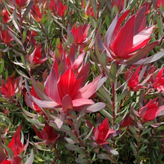 Leucadendron Archives - Protea Patch