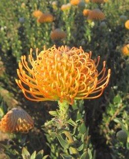 Leucospermum Ayoba Orange - Protea Patch