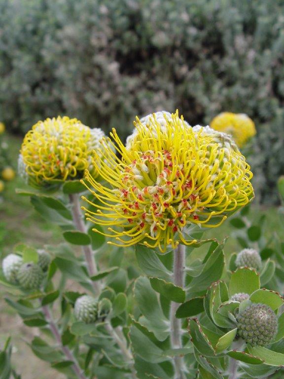 Leucospermum praecox - Protea Patch