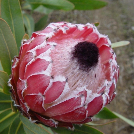 Protea and Telopea (Waratah) Archives - Protea Patch