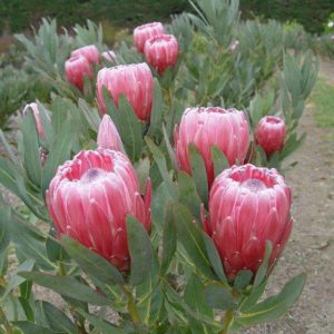 Protea and Telopea (Waratah) - Protea Patch