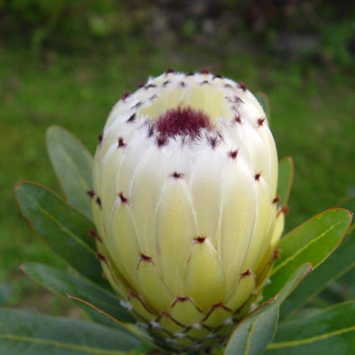 Protea nerifolia Ruby (3.3 litre pot) - Protea Patch