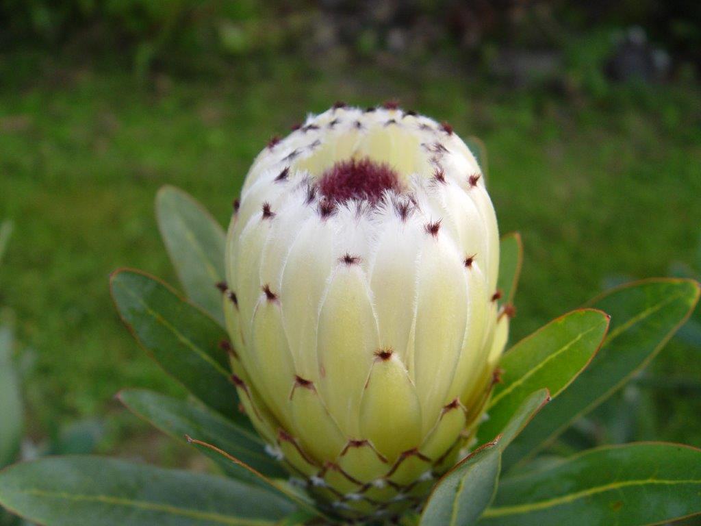 Protea Pearl Blush - Protea Patch