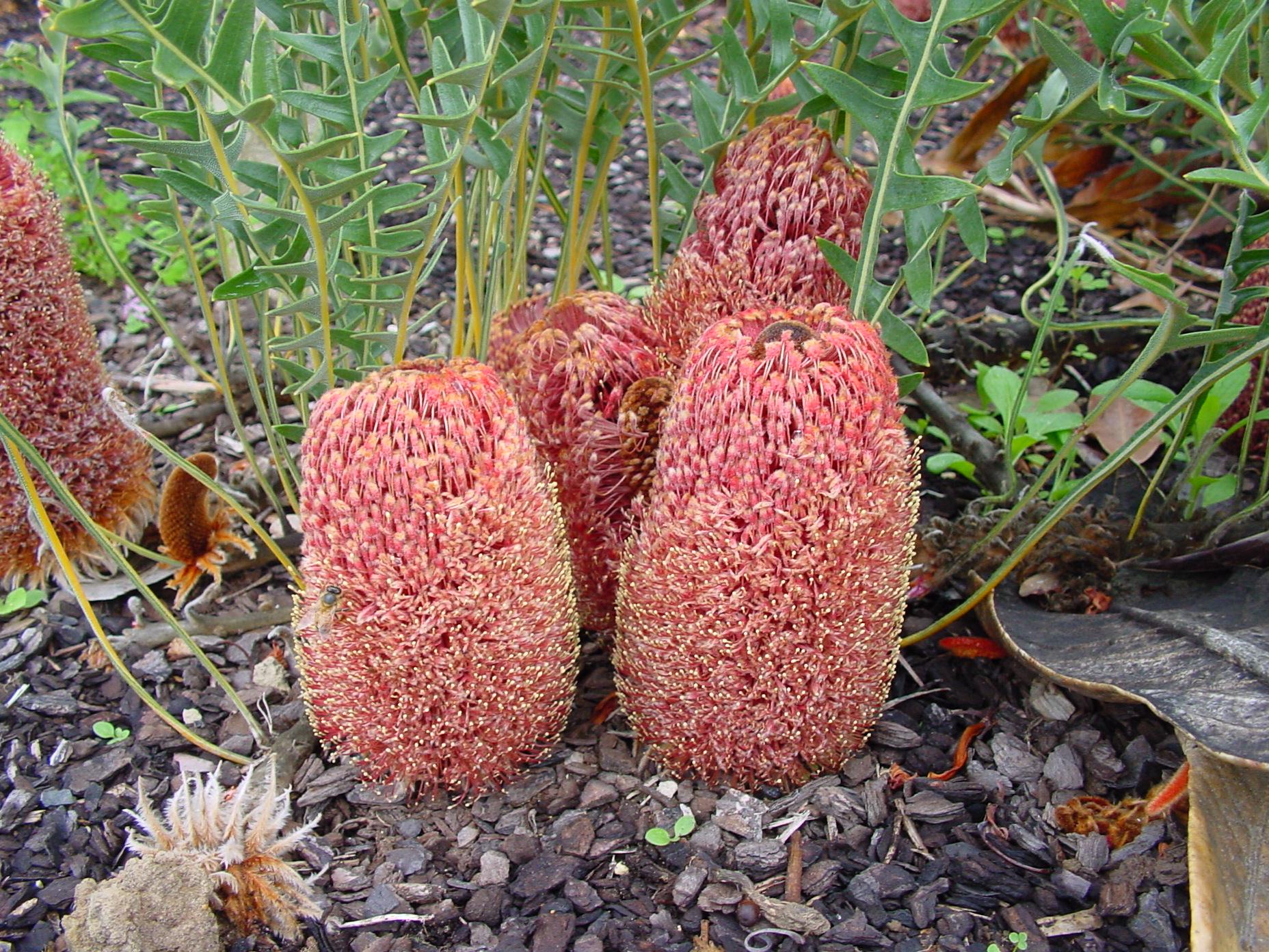 Banksia Plant