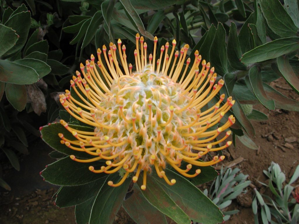Leucospermum Estrelita - Protea Patch