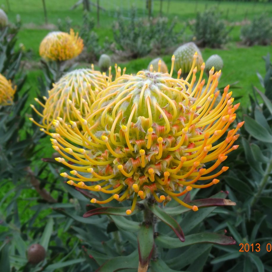 Leucospermum – Protea Patch