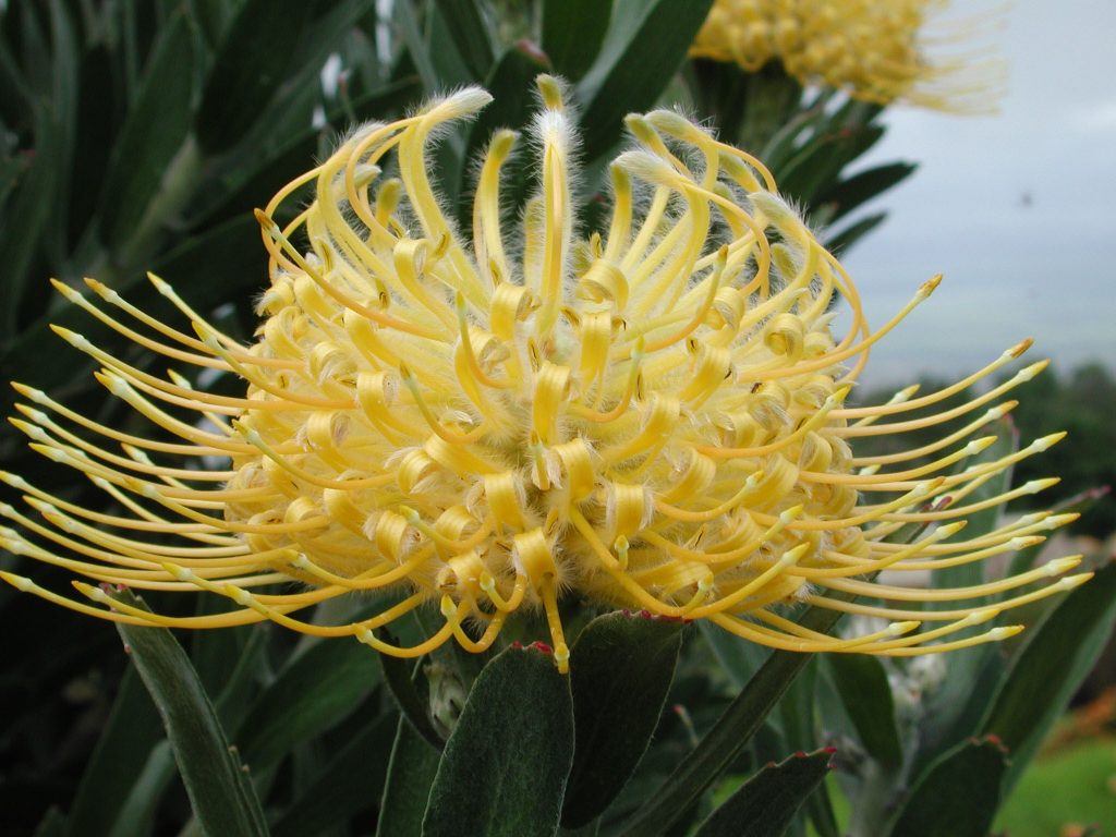 Leucospermum Lorita - Protea Patch