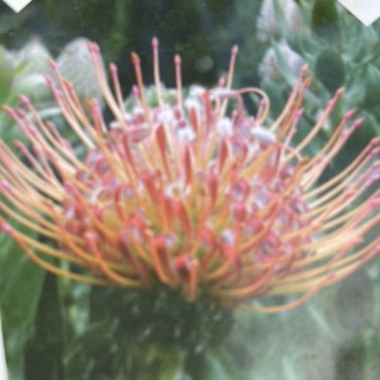 Leucospermum Archives - Protea Patch