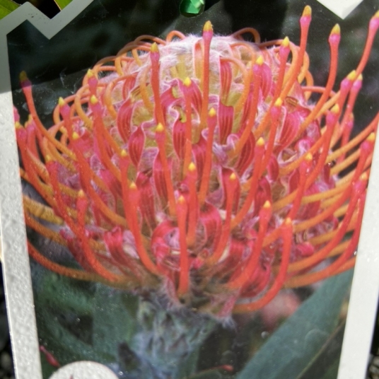 Leucospermum Archives - Protea Patch
