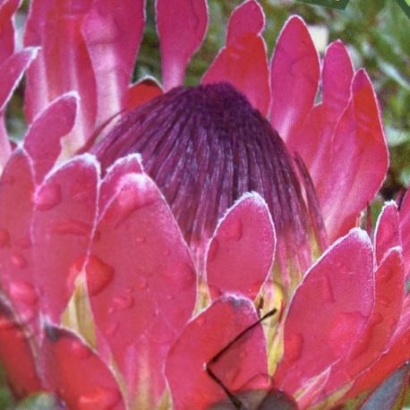 Protea Cardinal – NEW – Protea Patch