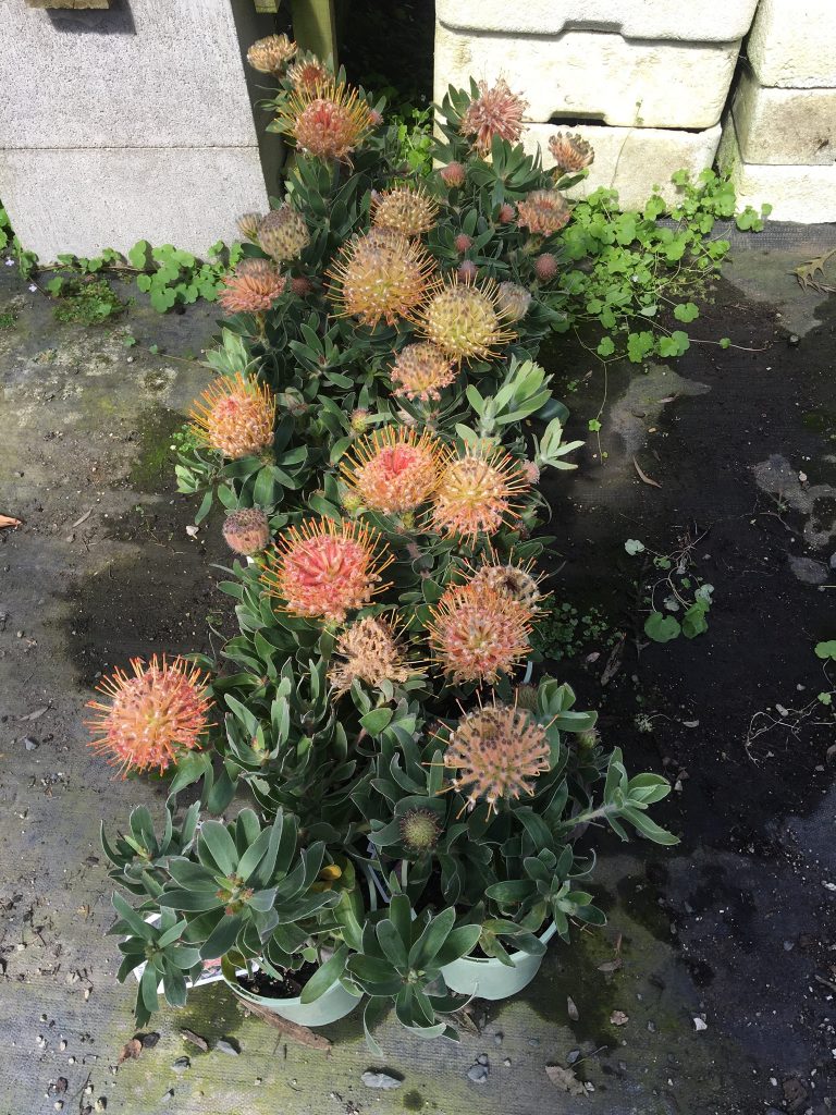 Leucospermum Maui Magic - very popular! - Protea Patch