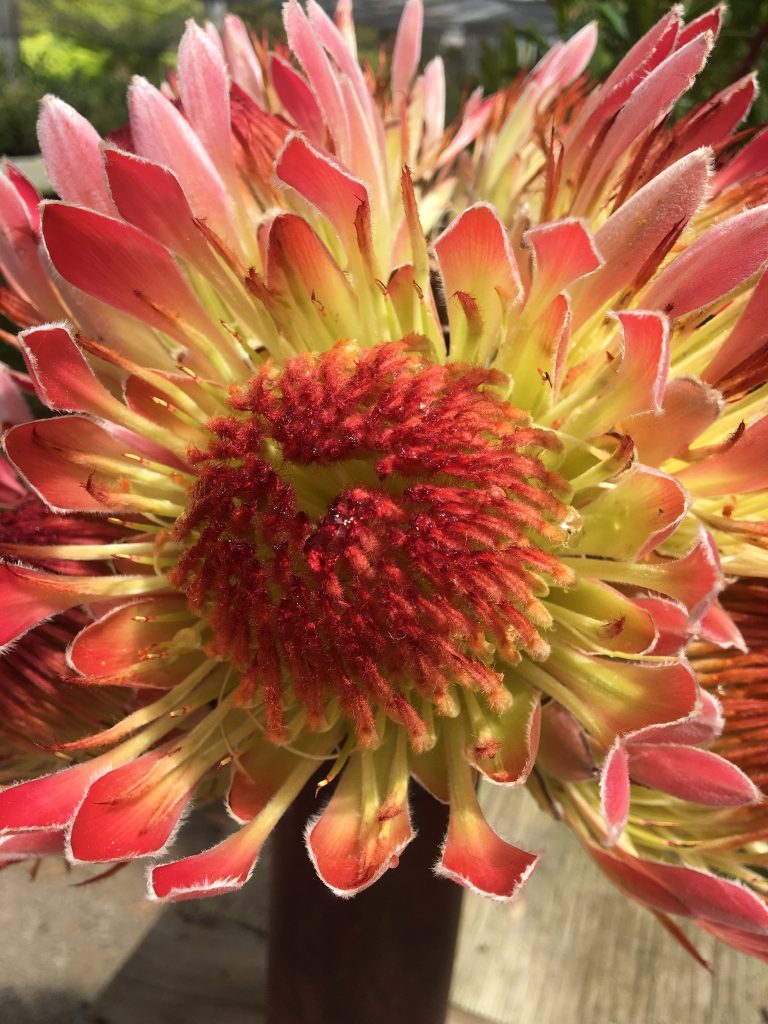 Protea Roupelliae - flowers Oct to early Jan! - good plants! - Protea Patch