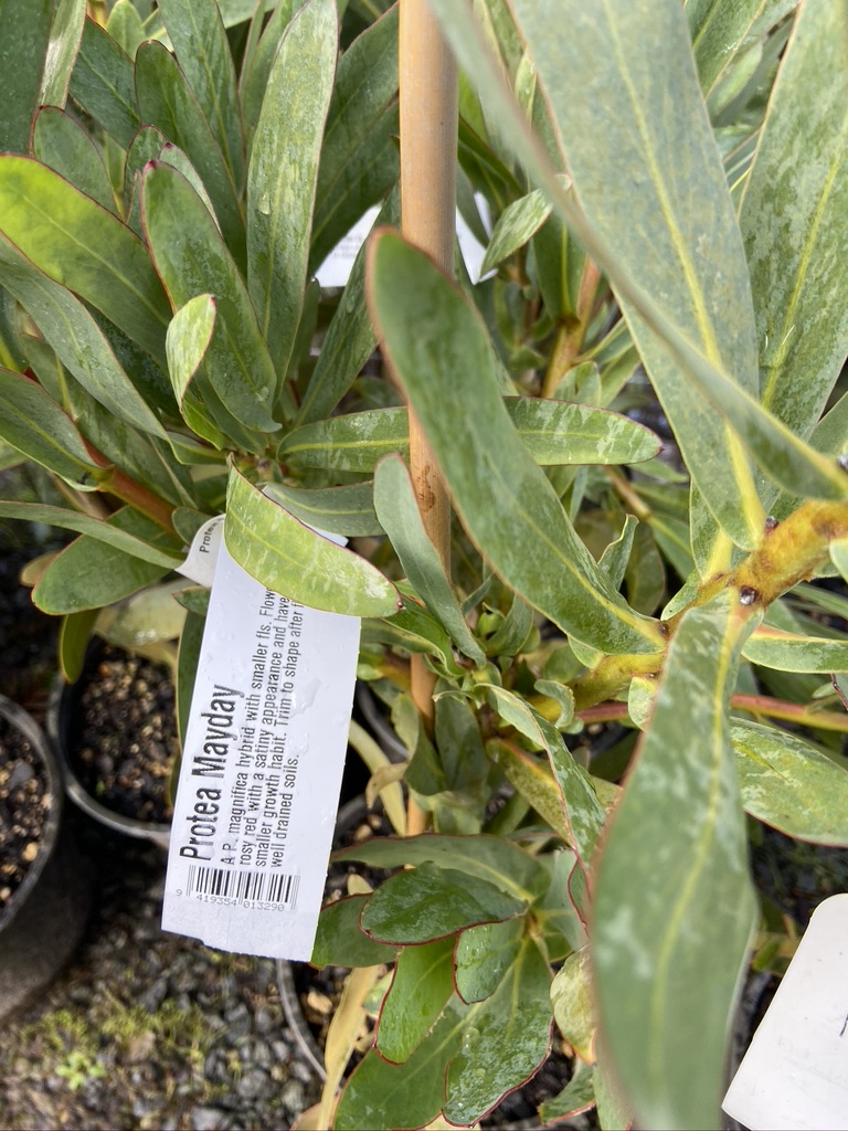 Protea Mayday - larger plants with buds - Protea Patch