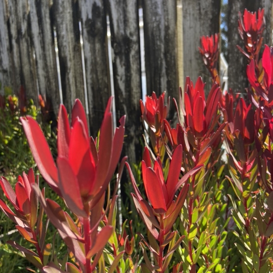 Leucadendron Archives - Protea Patch