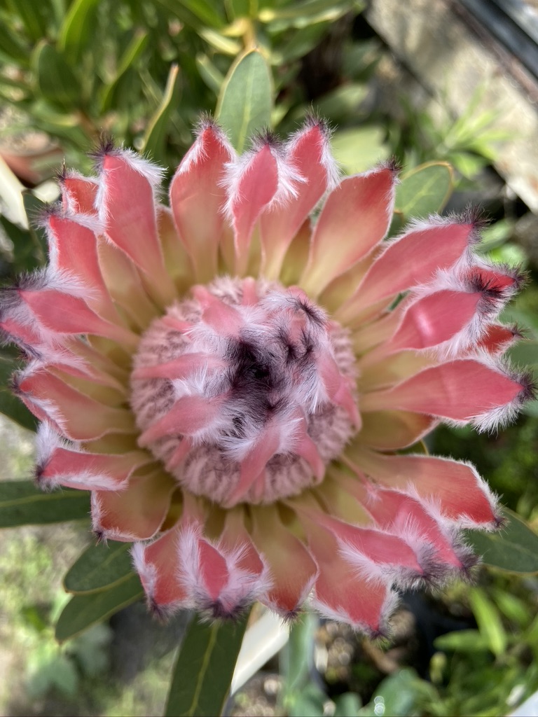 Protea Ballerina - Protea Patch