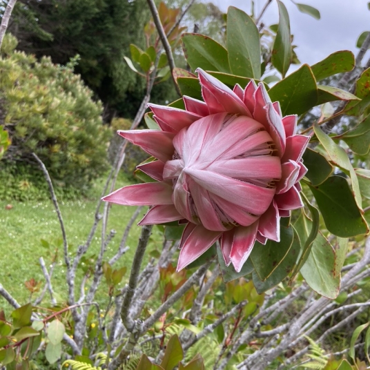 Protea and Telopea (Waratah) Archives - Protea Patch