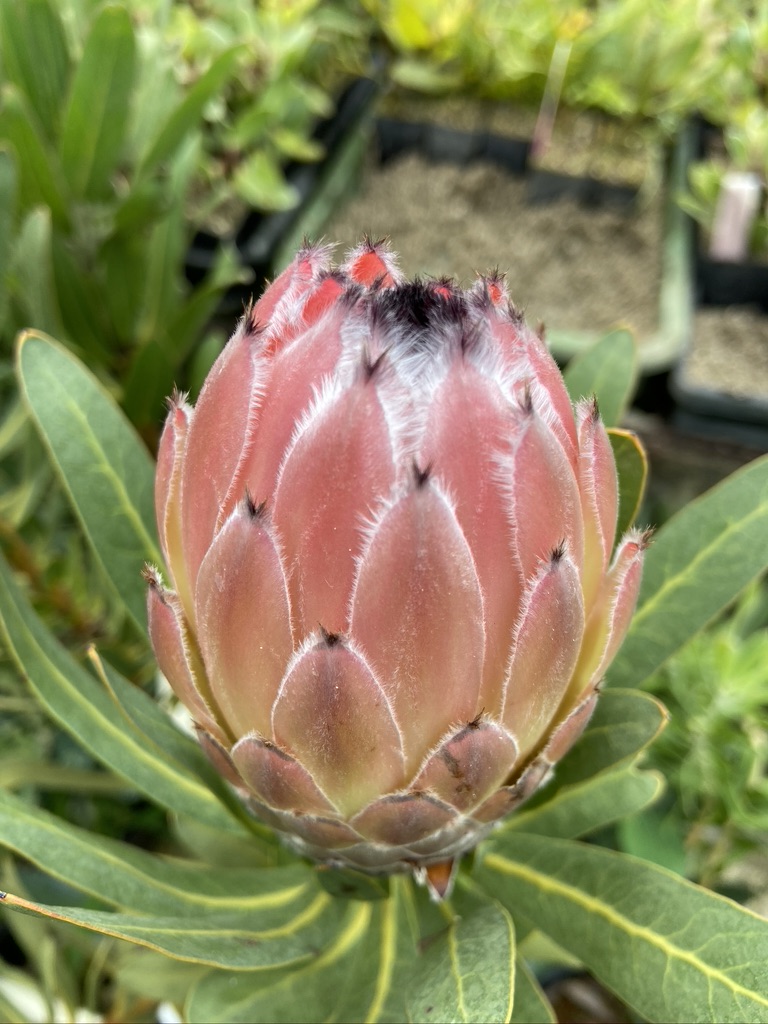 Protea Ballerina - Protea Patch