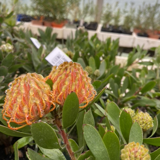 Leucospermum Archives - Protea Patch