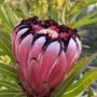 Protea nerifolia Ruby - Protea Patch