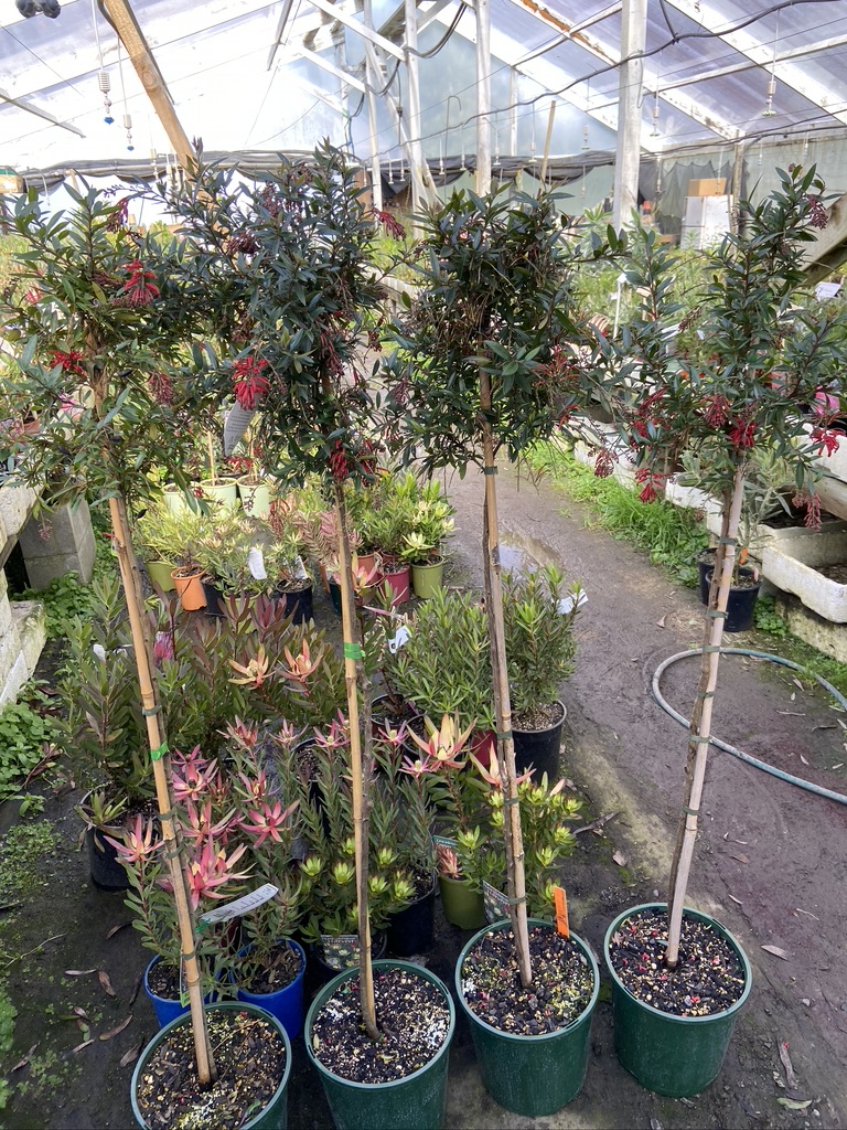 Grevillea Lady O - STANDARD (Tall stunner!) - Protea Patch