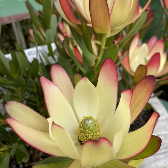 Leucadendron Archives - Protea Patch
