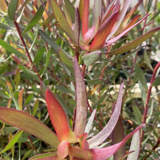 Leucadendron Archives - Protea Patch