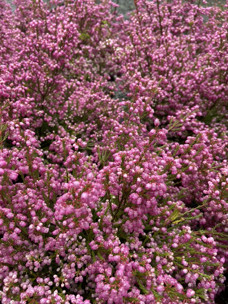 Erica Fairy Bells 2.5l pretty in pink! - Protea Patch
