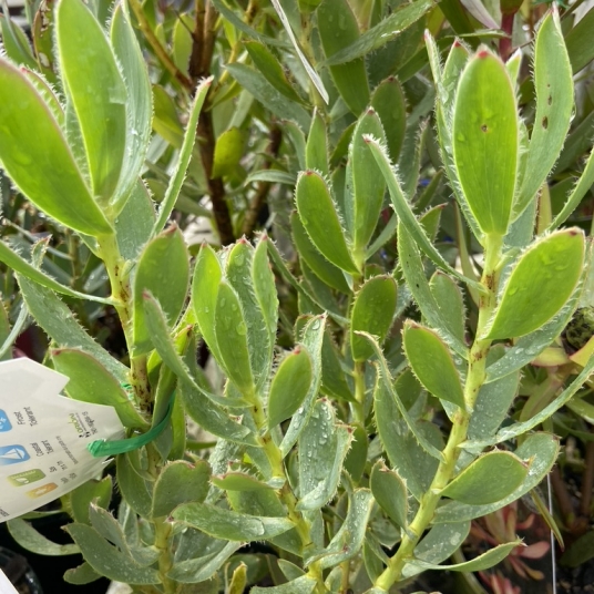 Leucadendron Archives - Protea Patch