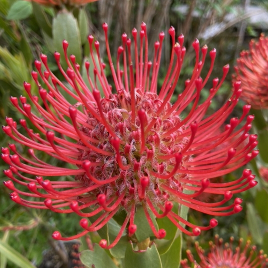 Leucospermum Archives - Protea Patch