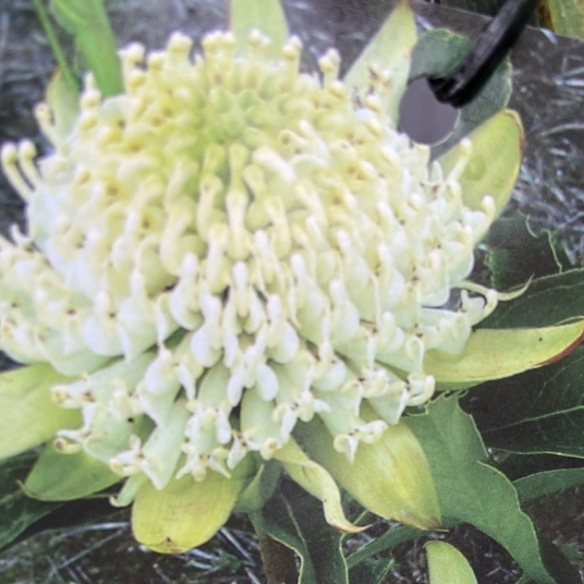 Protea and Telopea (Waratah) Archives - Protea Patch