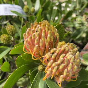 Leucospermum Archives - Protea Patch