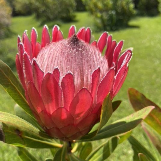 Protea and Telopea (Waratah) – Protea Patch