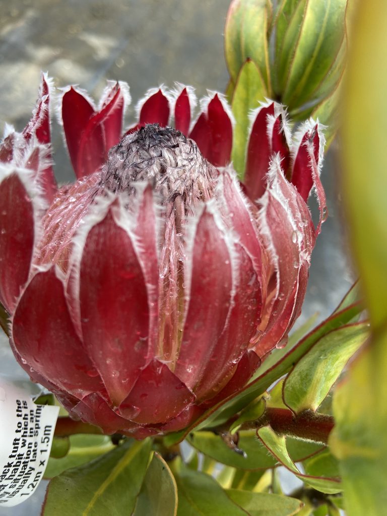 Protea Obsession - Protea Patch