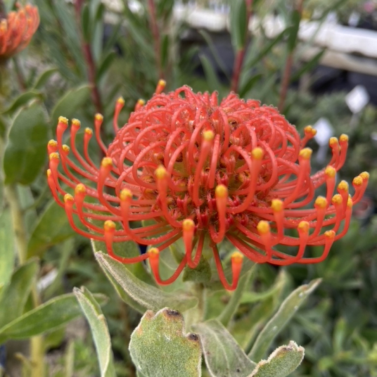 Leucospermum Archives - Protea Patch